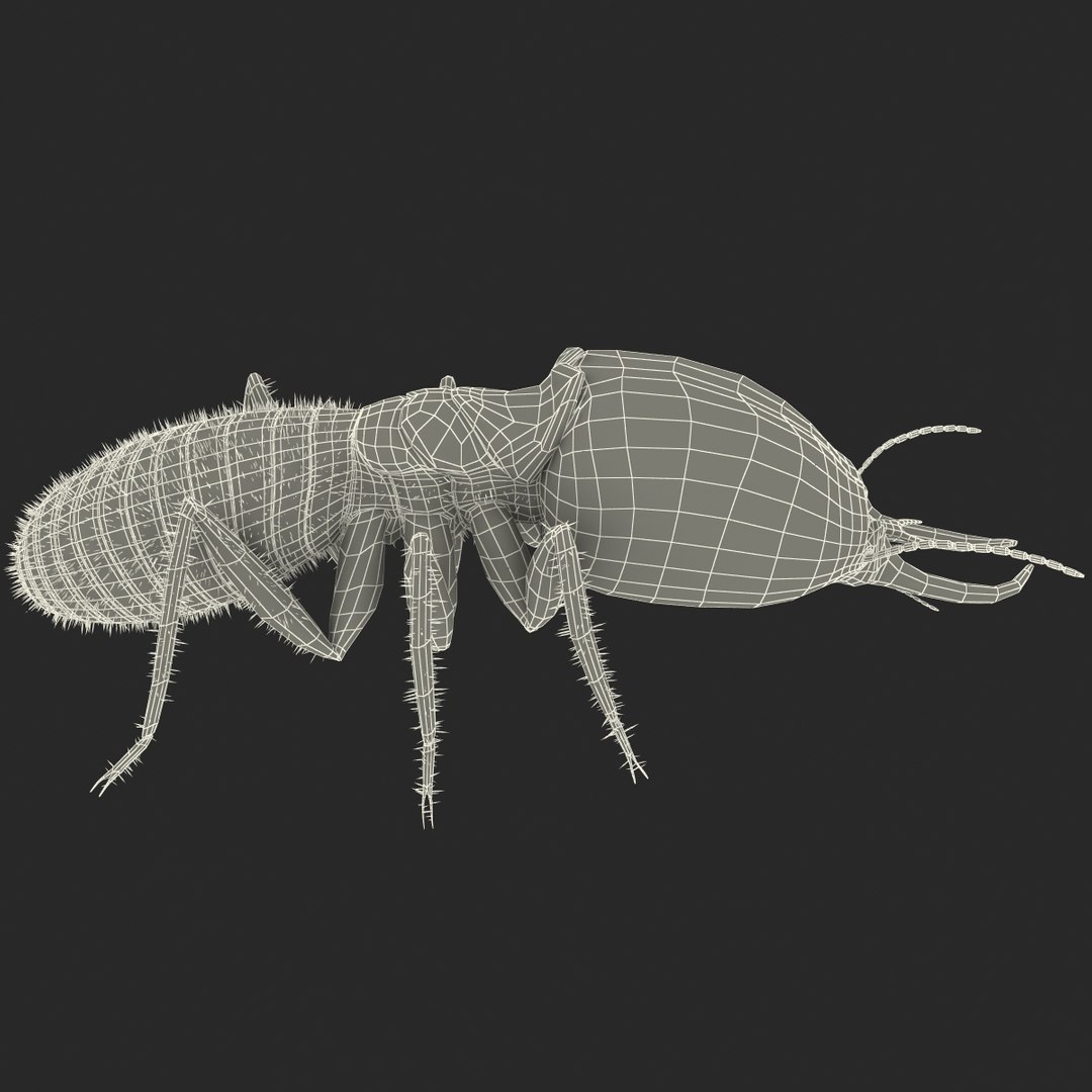 3d model of termite insect