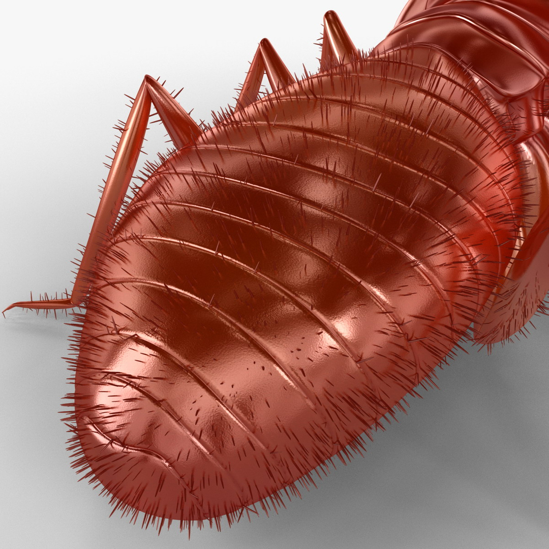 3d model of termite insect