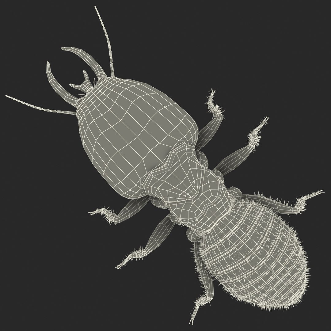 3d model of termite insect