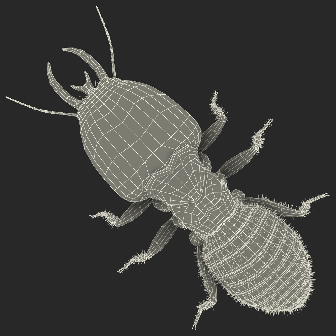 3d model of termite insect