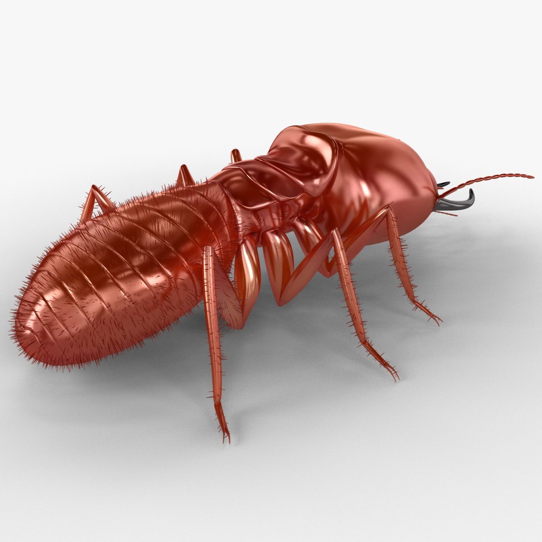 3d model of termite insect