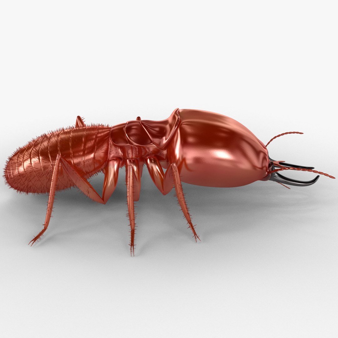 3d model of termite insect
