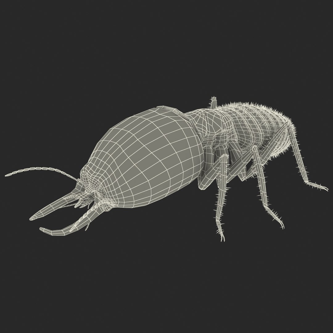 3d model of termite insect