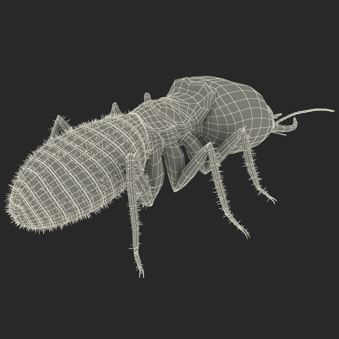 3d model of termite insect