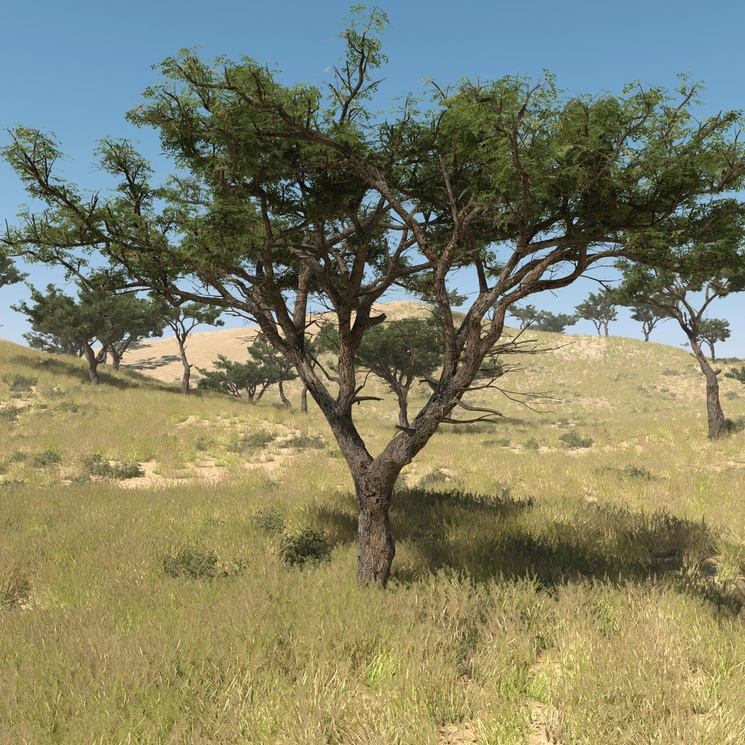 3d acacia tree model