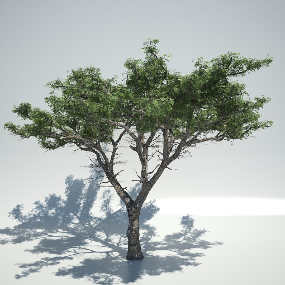 3d Acacia Tree Model