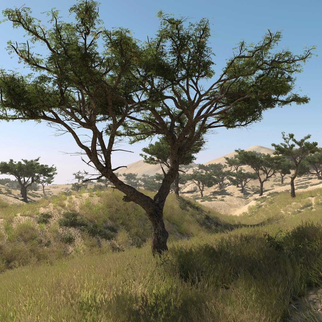 3d Acacia Tree Model