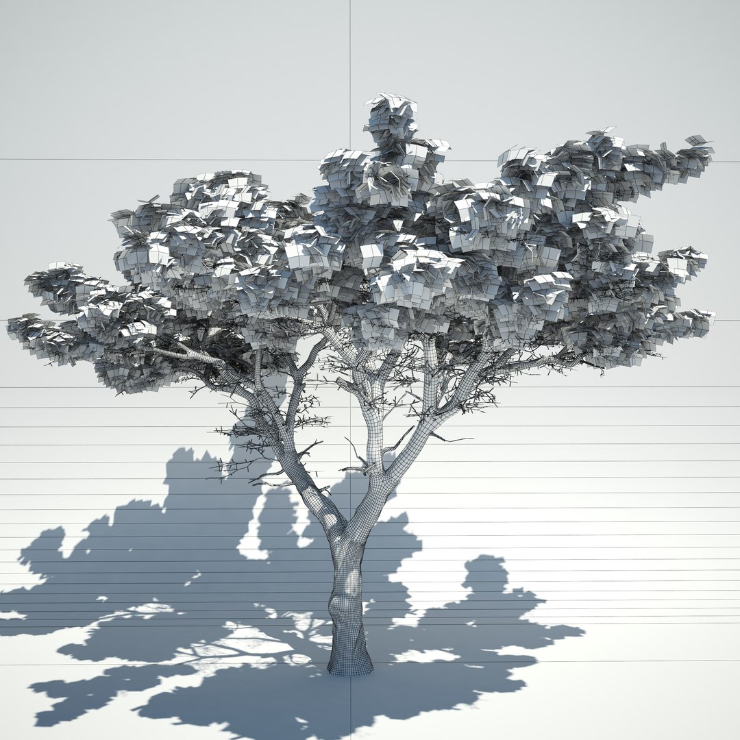 3d Acacia Tree Model