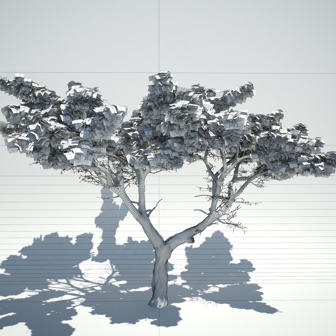 3d Acacia Tree Model
