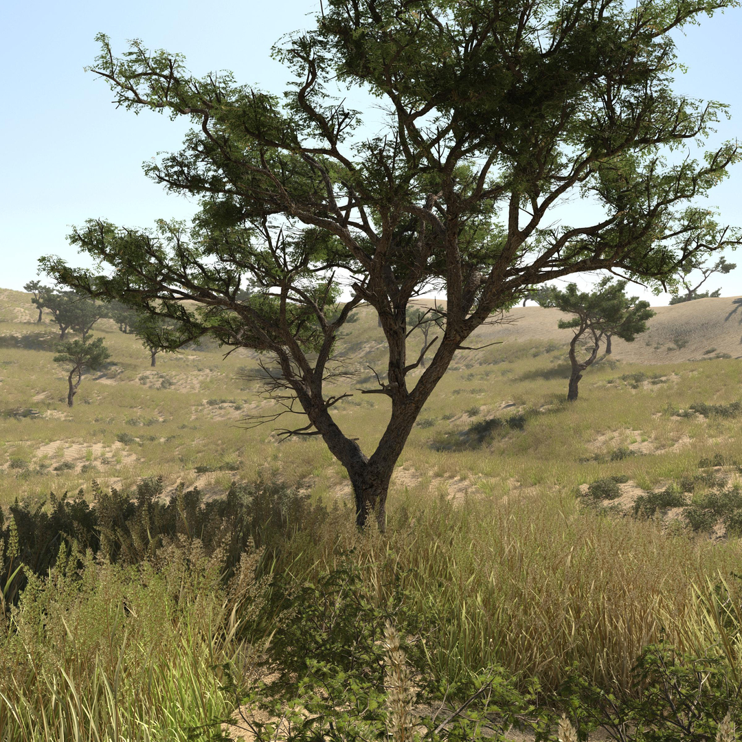 3d acacia tree model