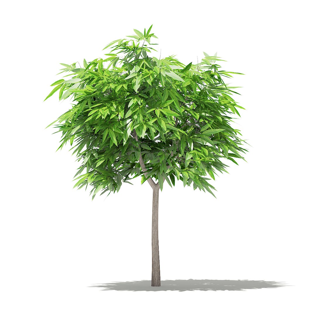 Mango Tree 1 7m 3D Model - TurboSquid 1306247