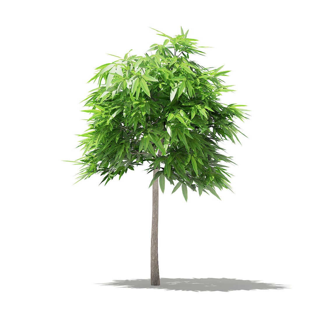 Mango Tree 1 7m 3D Model - TurboSquid 1306247