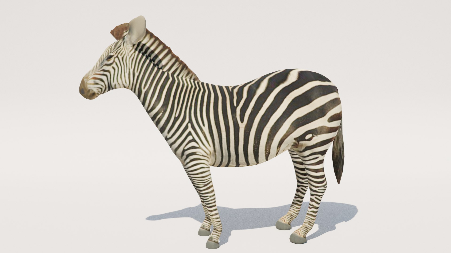 Zebra rigged 3D model - TurboSquid 1698377