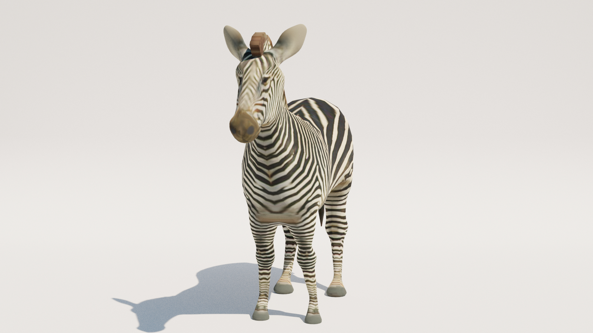 Zebra rigged 3D model - TurboSquid 1698377
