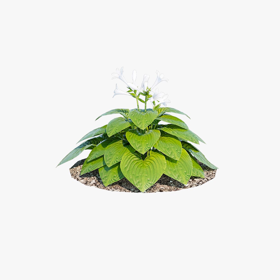 Hosta Plantaginea 3D Model - TurboSquid 1193982