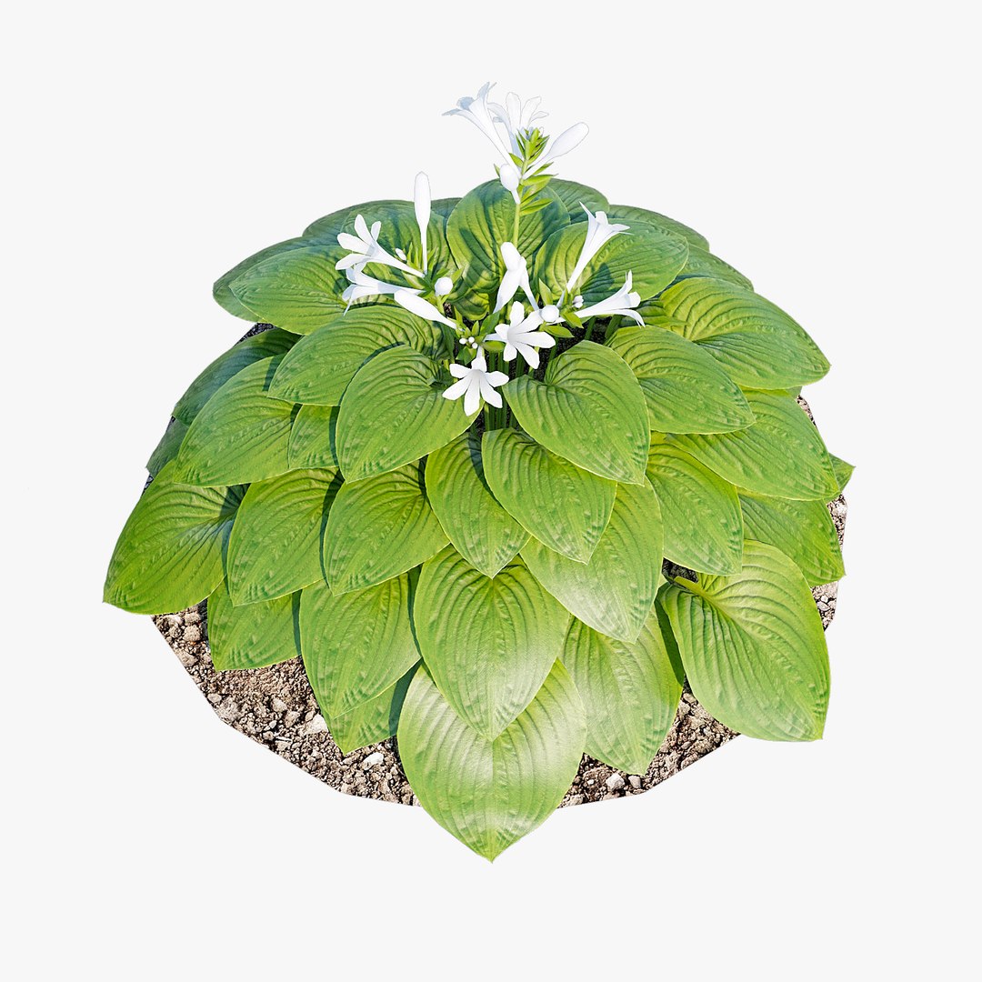 Hosta Plantaginea 3D Model - TurboSquid 1193982