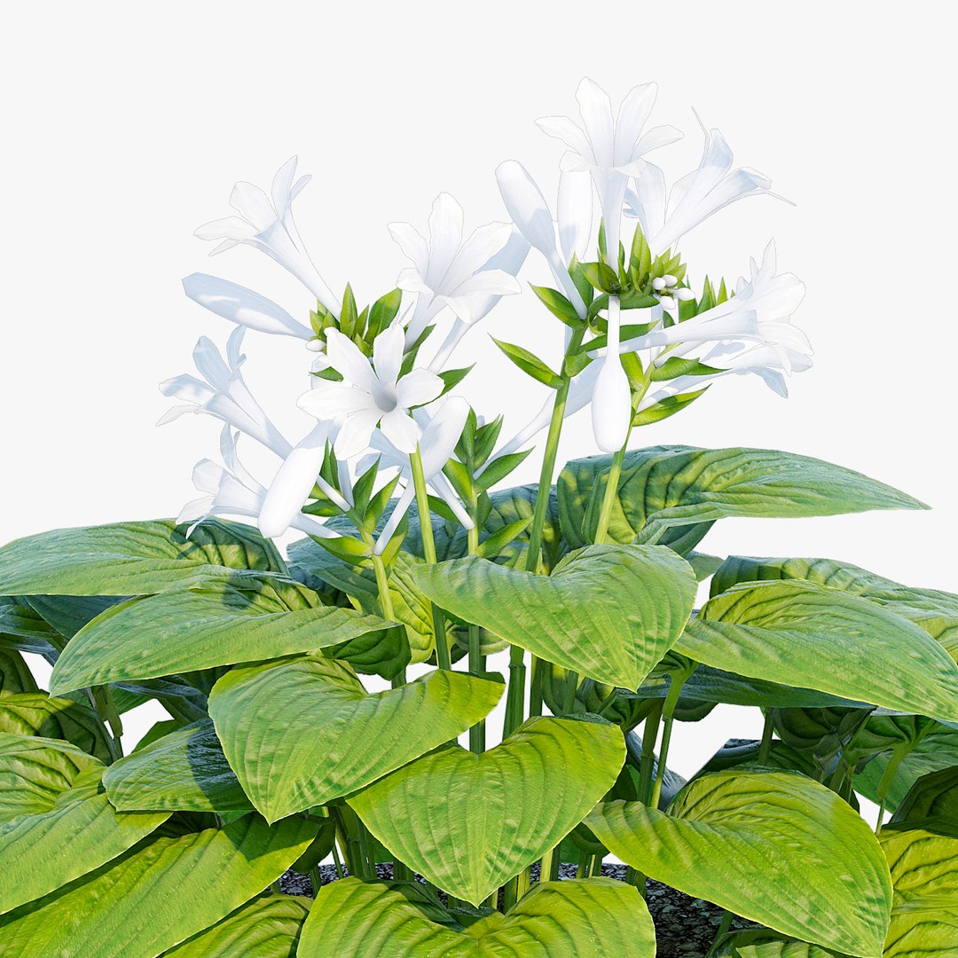 Hosta Plantaginea 3D Model - TurboSquid 1193982