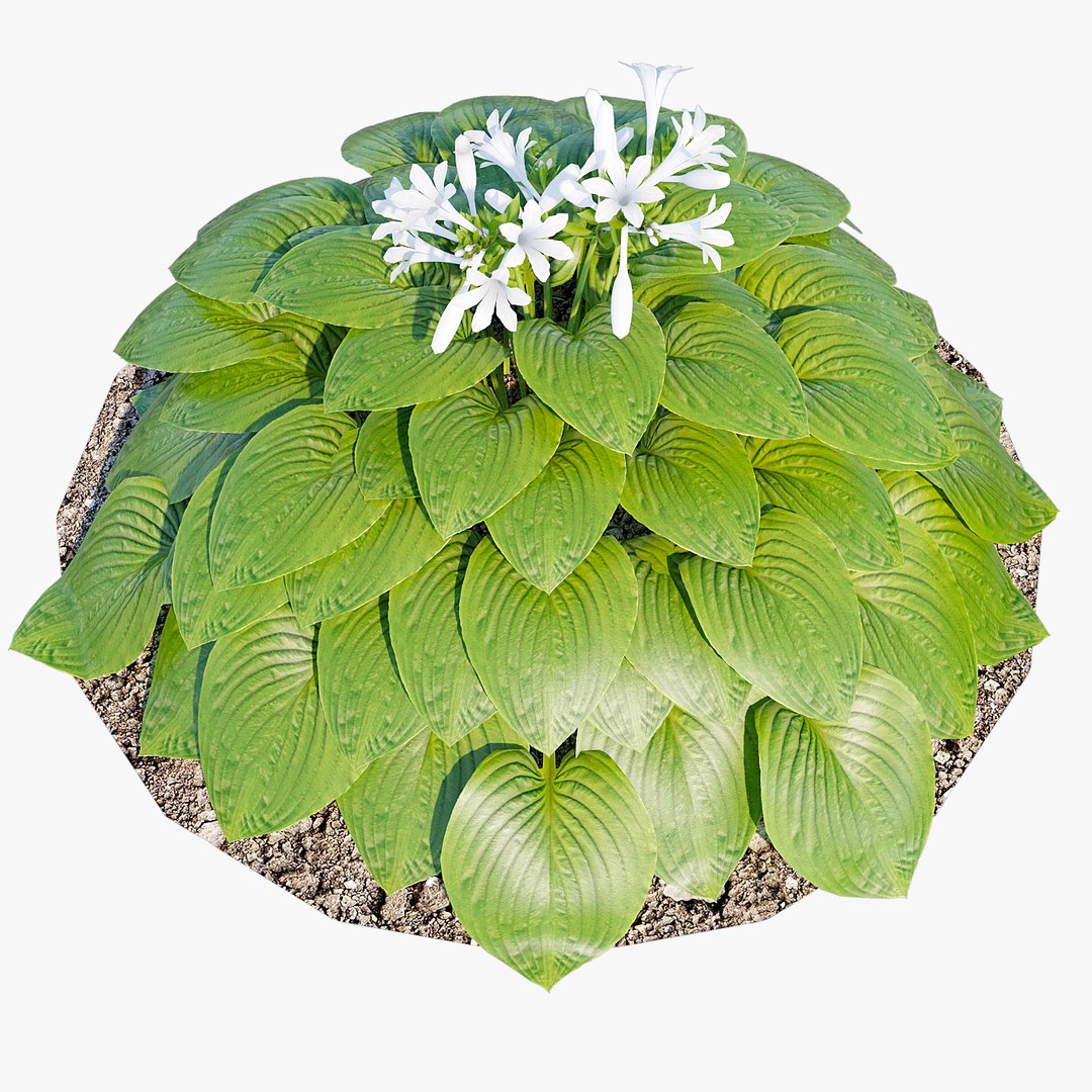 Hosta Plantaginea 3D Model - TurboSquid 1193982