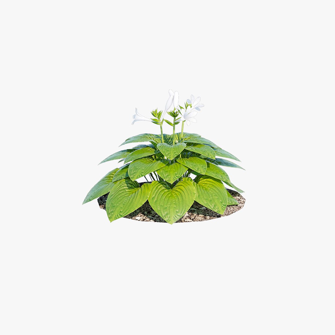 Hosta Plantaginea 3D Model - TurboSquid 1193982
