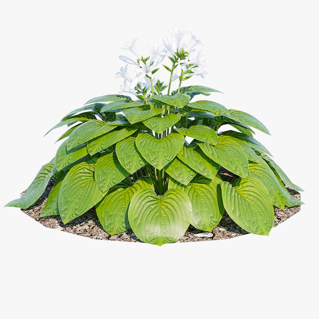 Hosta Plantaginea 3D Model - TurboSquid 1193982