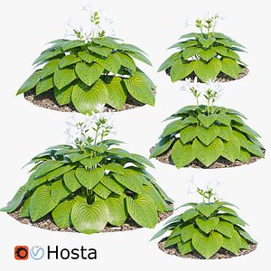 Hosta 3D Models for Download | TurboSquid