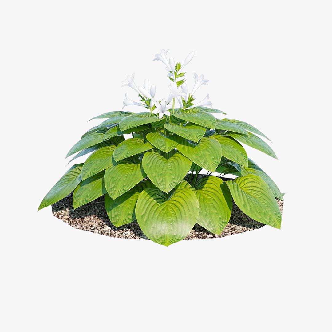Hosta Plantaginea 3D Model - TurboSquid 1193982