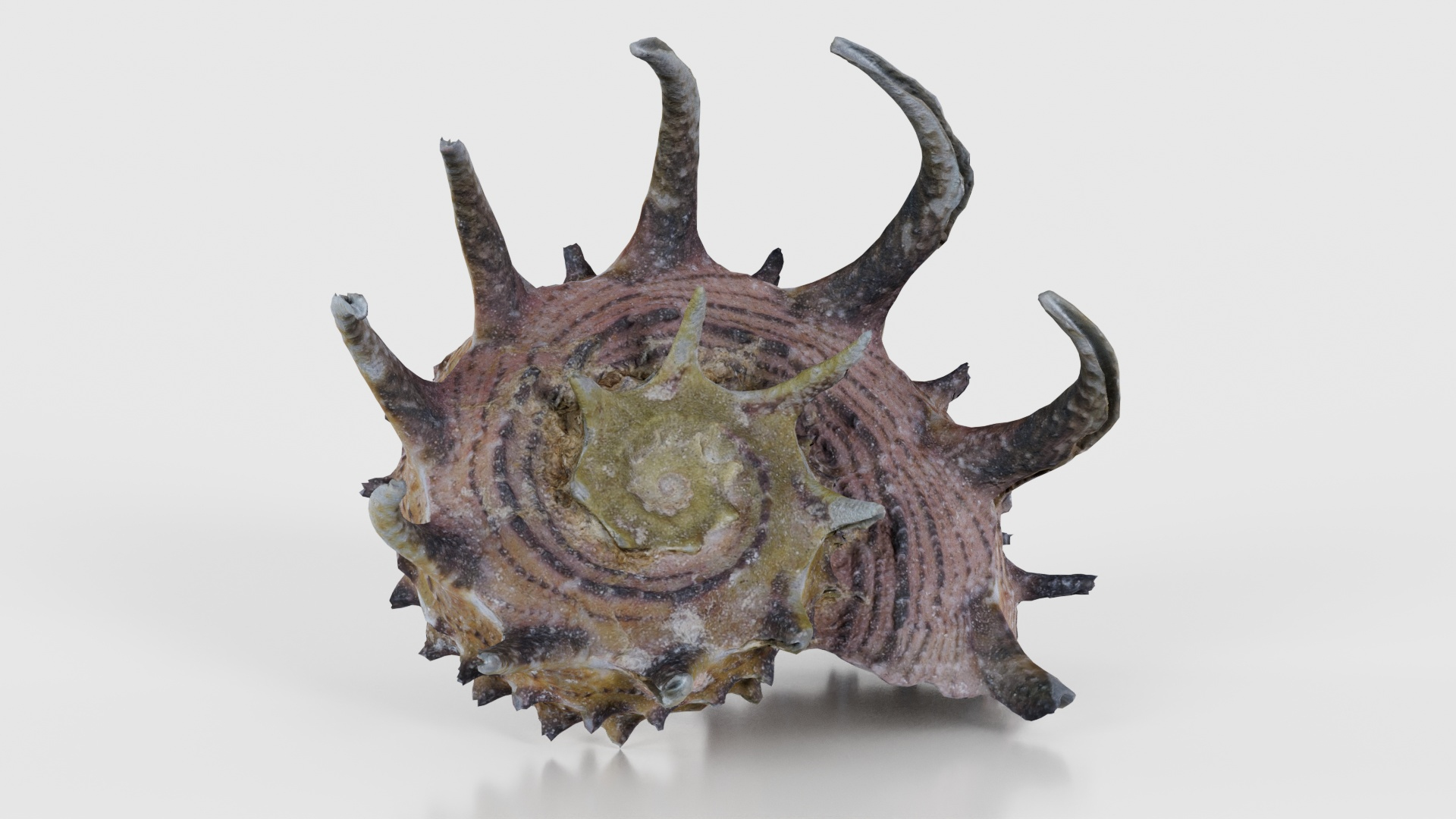 Angaria Delphinus Melanacantha 3D Model - TurboSquid 2292584