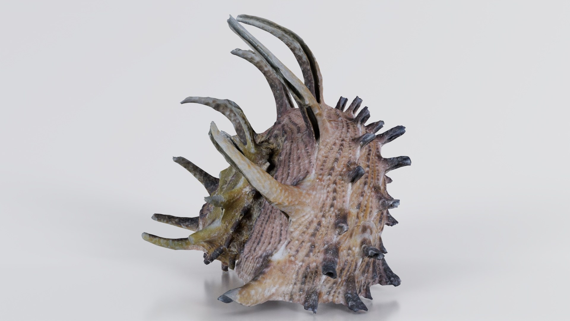 Angaria Delphinus Melanacantha 3D Model - TurboSquid 2292584