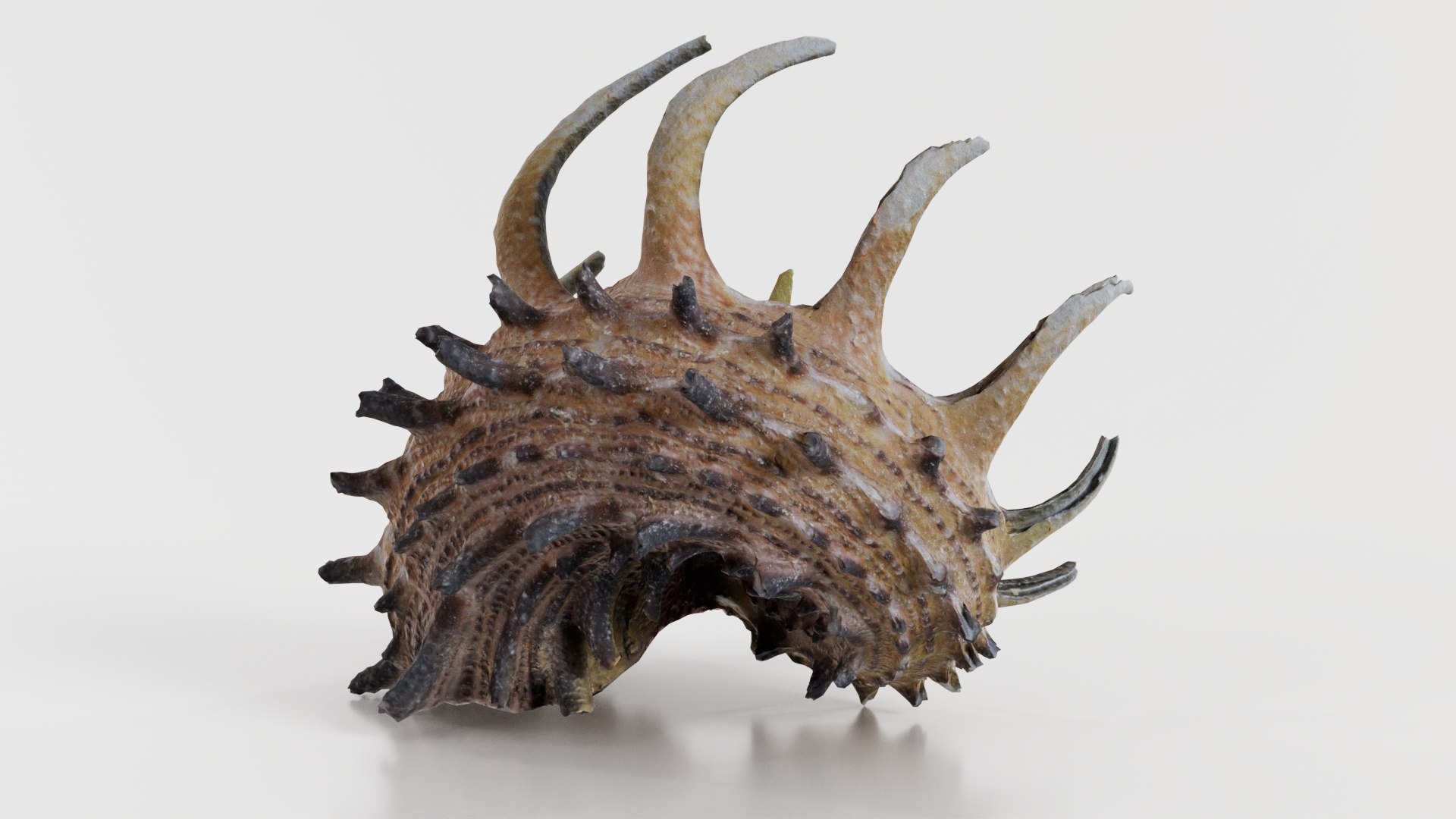 Angaria Delphinus Melanacantha 3D Model - TurboSquid 2292584