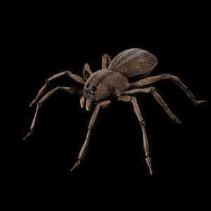Animated Spider 3D Models for Download | TurboSquid