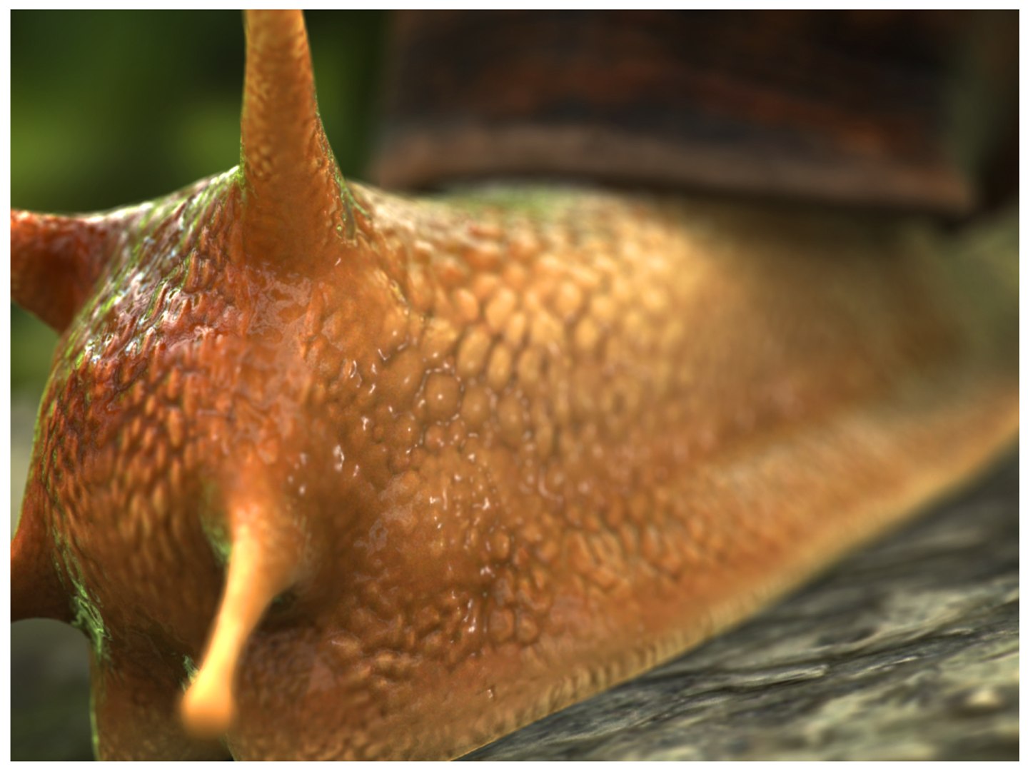 Snail Animation Crawling Model - TurboSquid 1192802