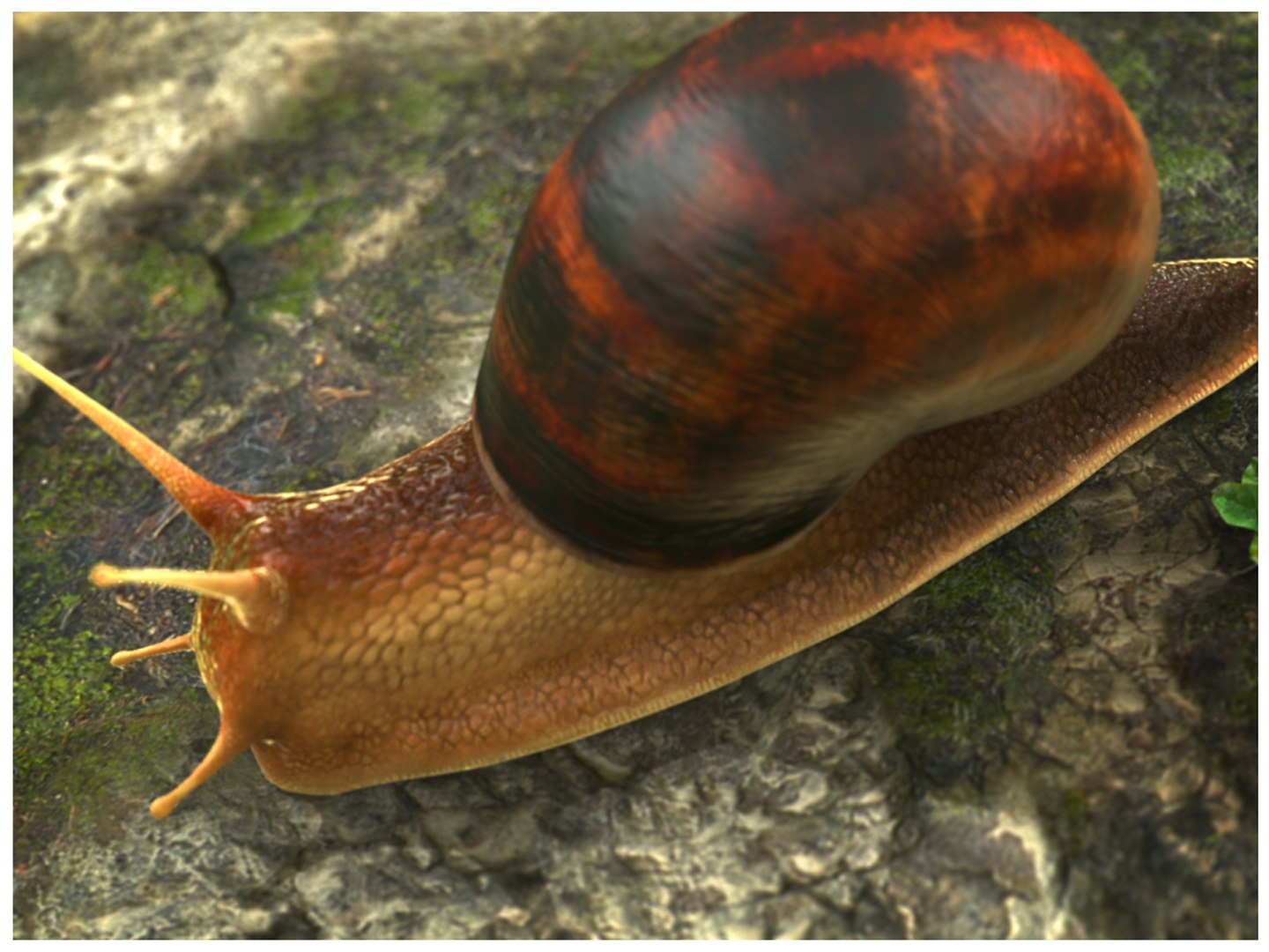 Snail Animation Crawling Model - TurboSquid 1192802