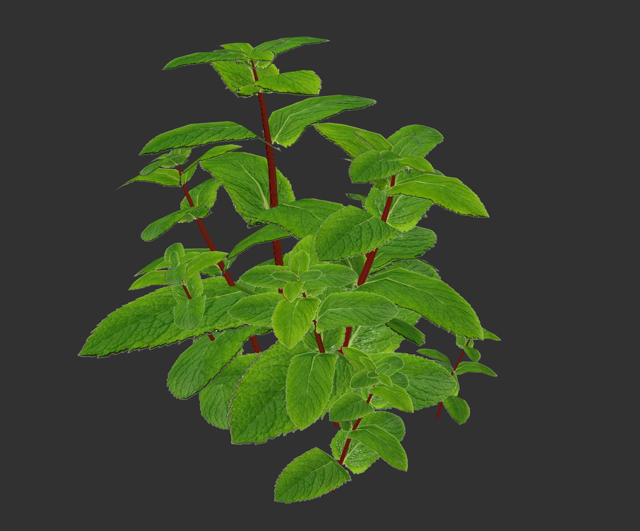 Mint Plant 3D Model - TurboSquid 1576127
