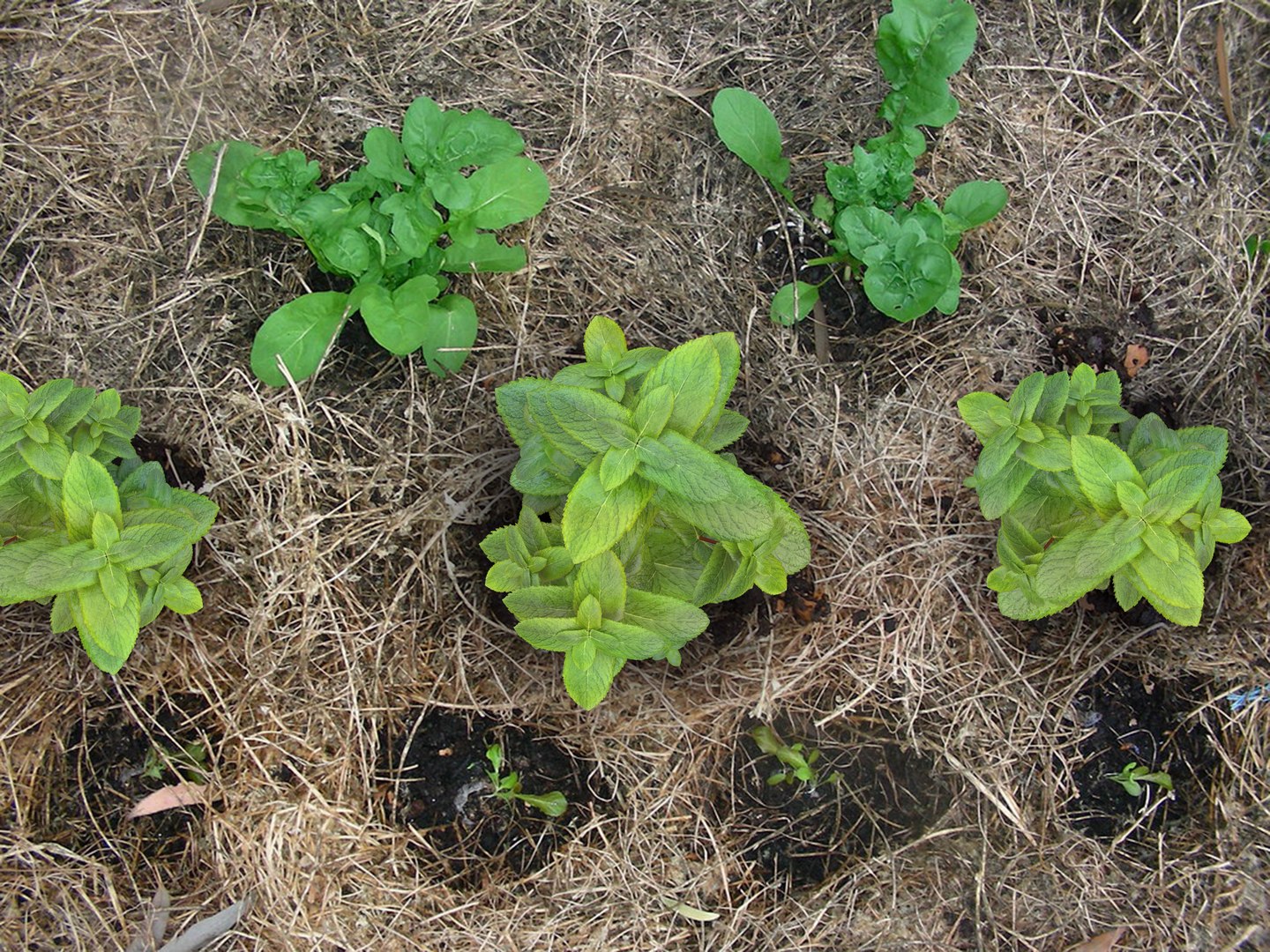 Mint Plant 3D Model - TurboSquid 1576127