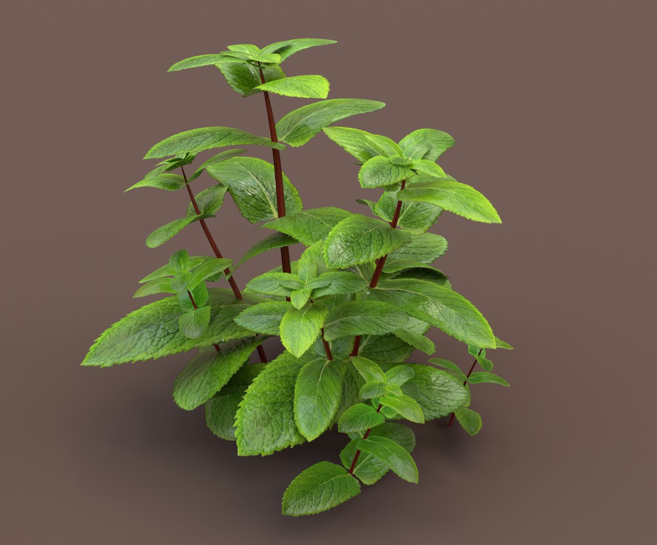 Mint Plant 3D Model - TurboSquid 1576127