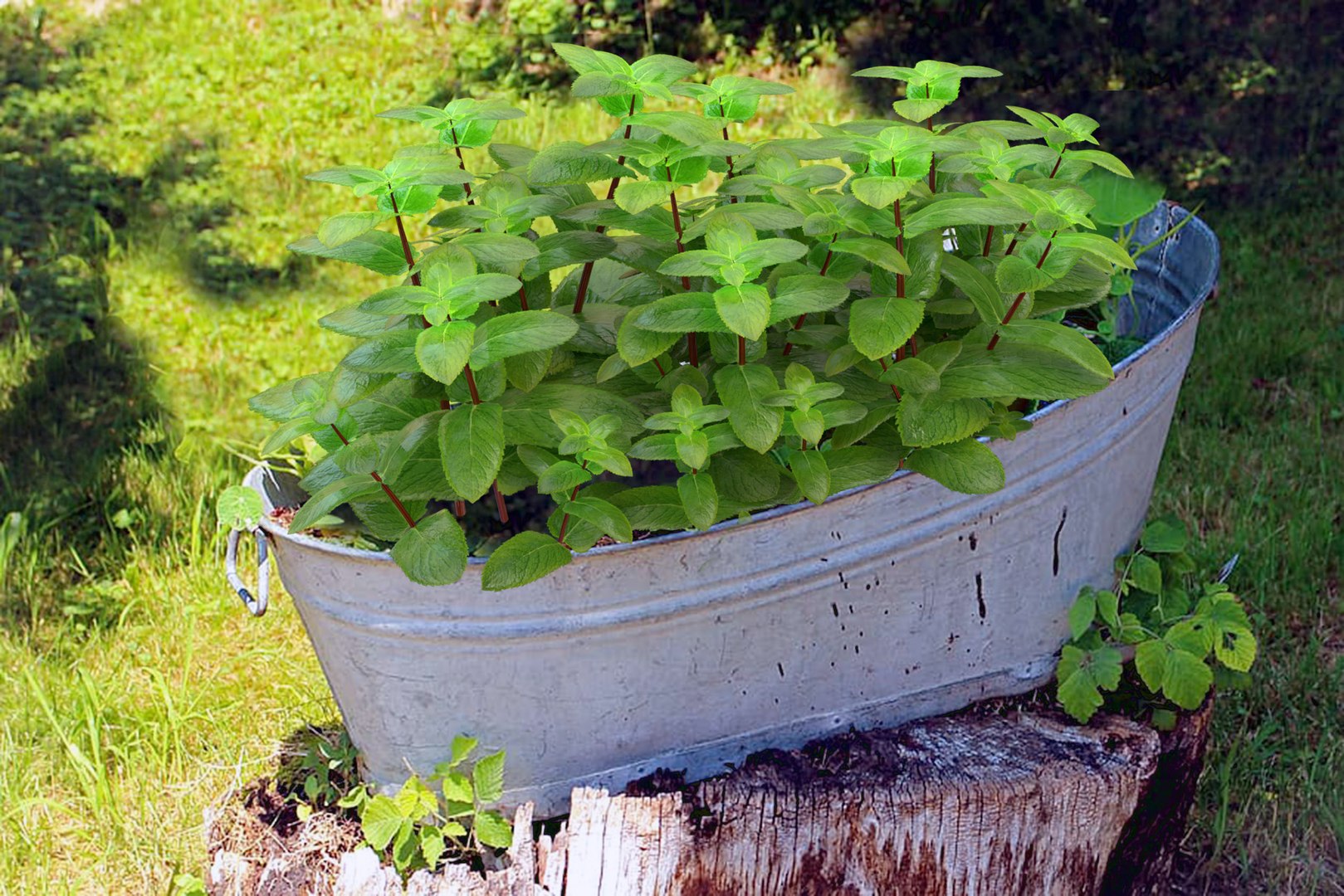 Mint Plant 3D Model - TurboSquid 1576127