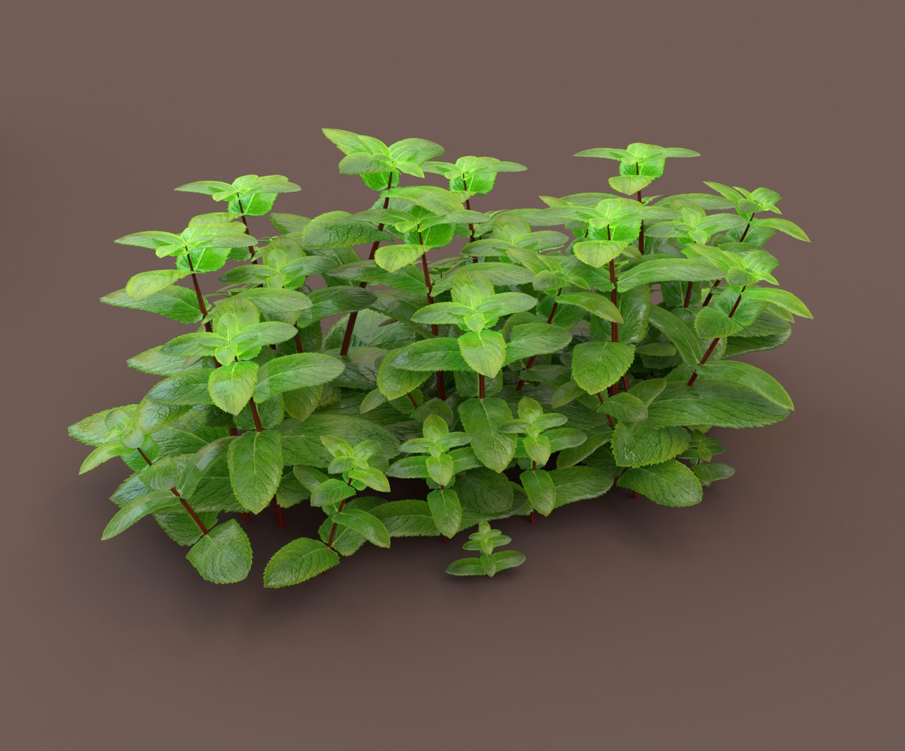Mint Plant 3D Model - TurboSquid 1576127