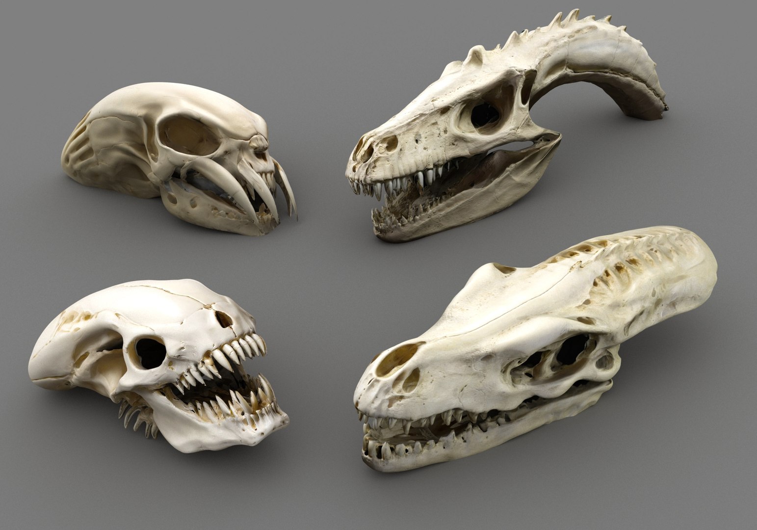 Predator Skull Pack 3D - TurboSquid 2295780