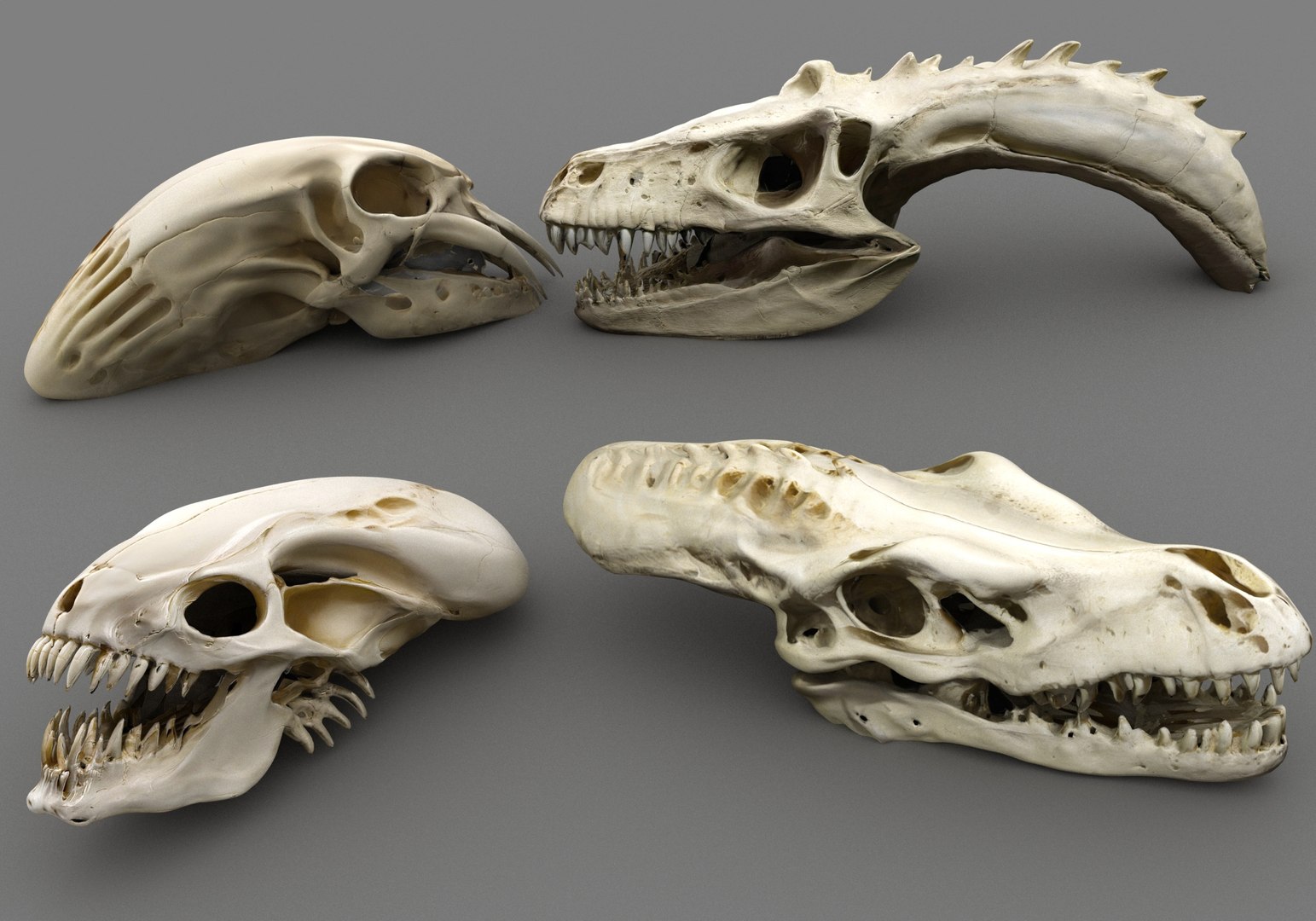 Predator Skull Pack 3D - TurboSquid 2295780