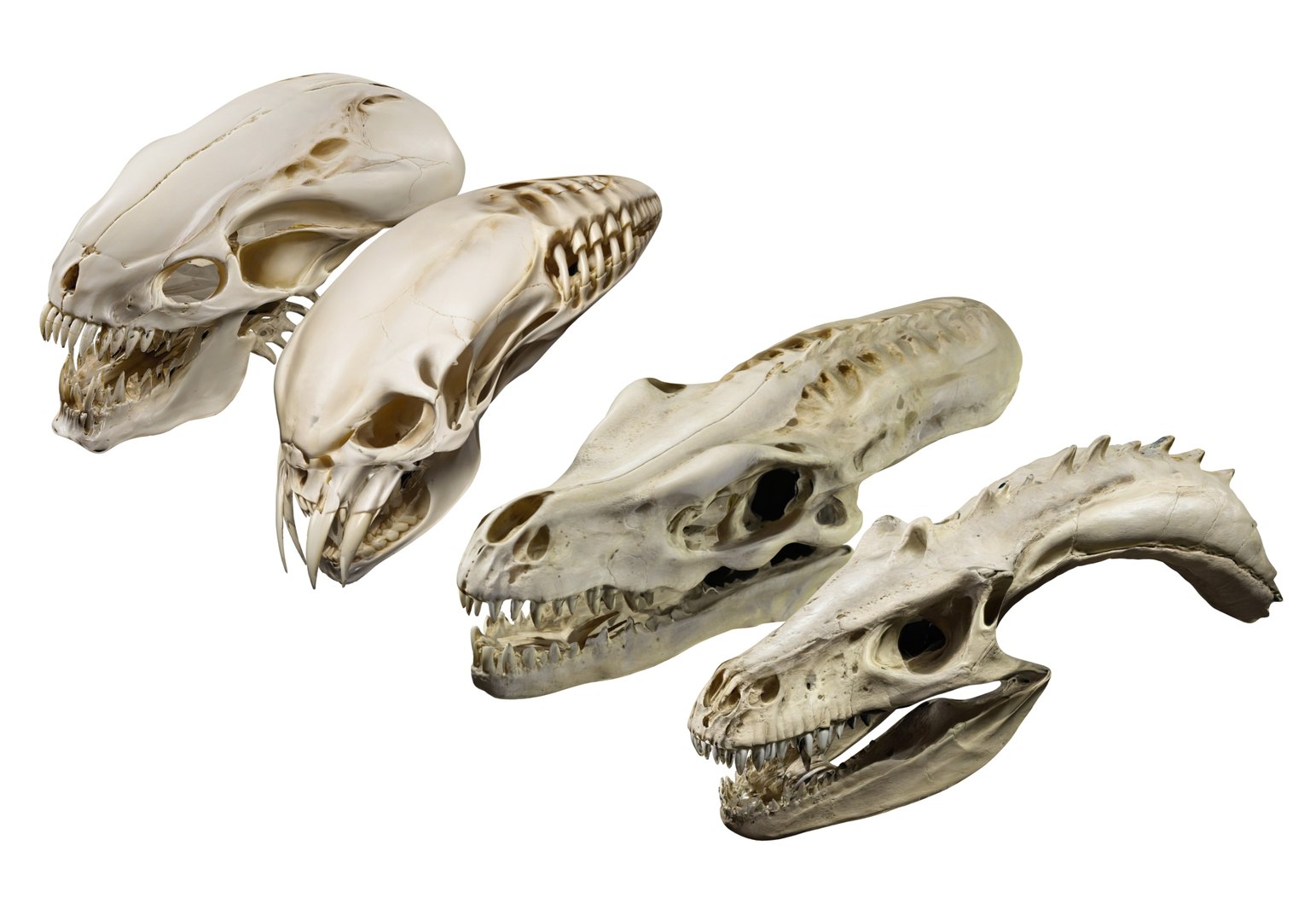 Predator Skull Pack 3D - TurboSquid 2295780