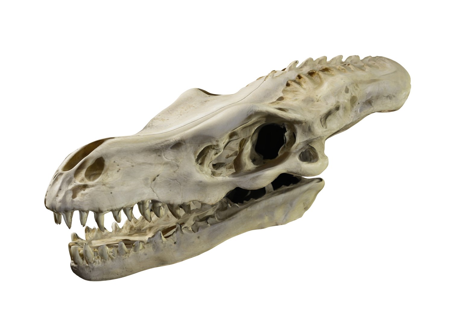 Predator Skull Pack 3D - TurboSquid 2295780