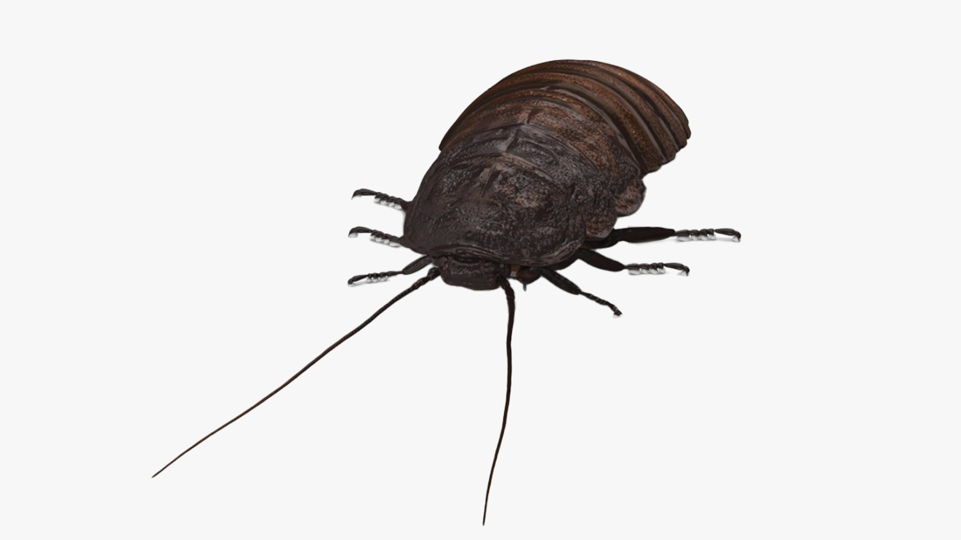 Wood Feeding Cockroach Rigged for Cinema 4D 3D - TurboSquid 2174786