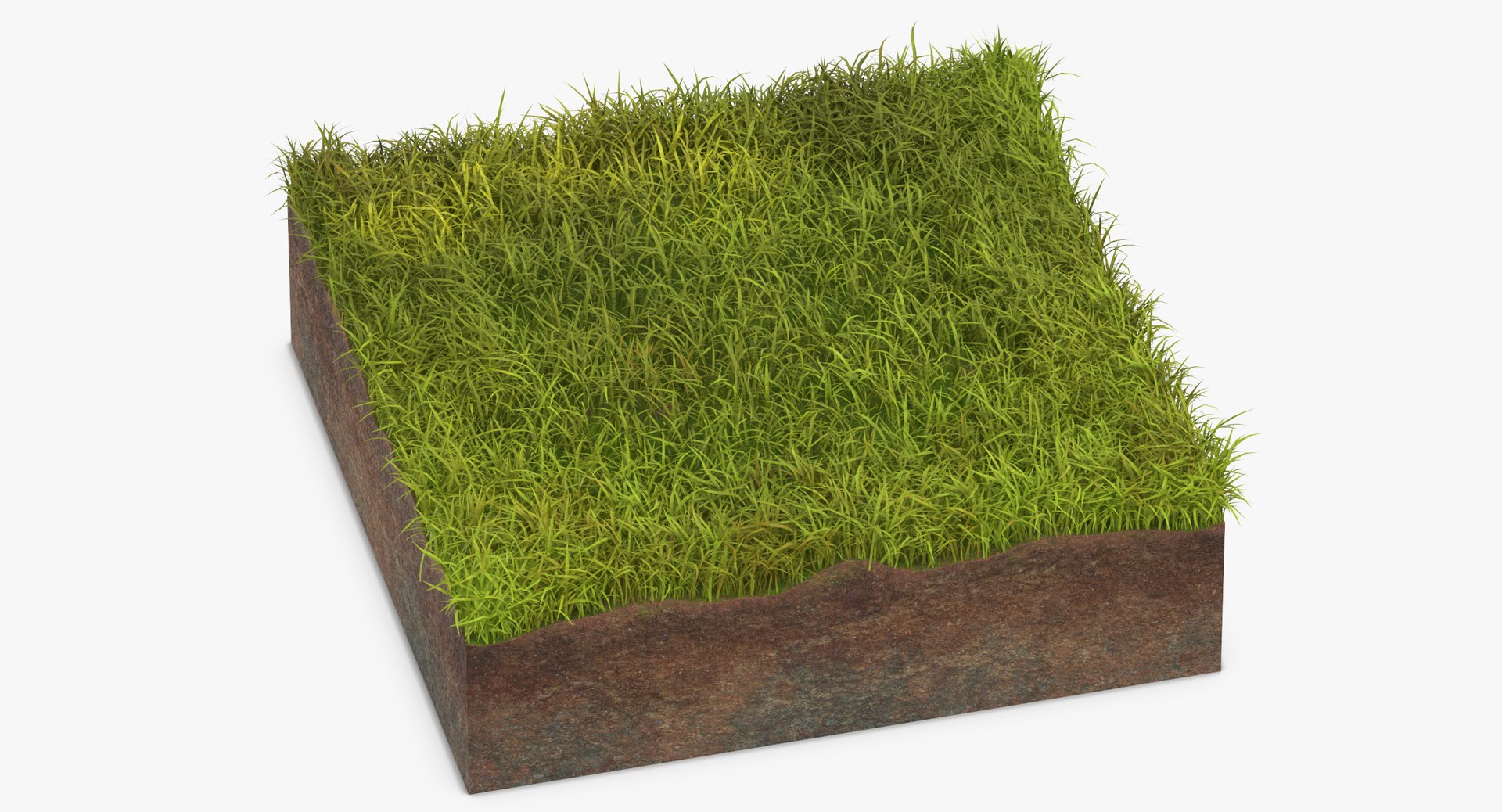 Grass Cross Section 03 3D Model - TurboSquid 1320699