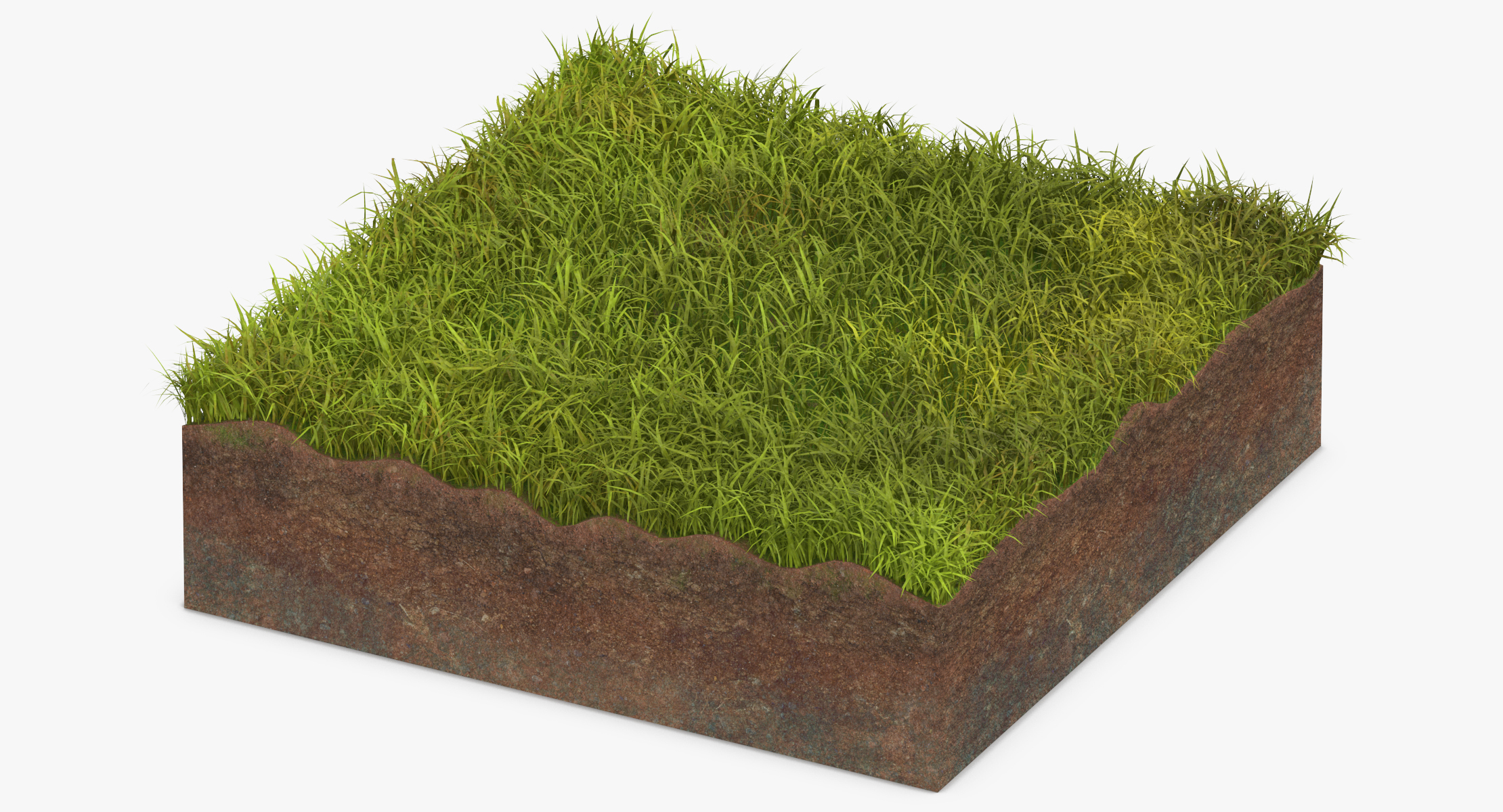 modelo 3d Grass Cross Secciones 03 - TurboSquid 1320699