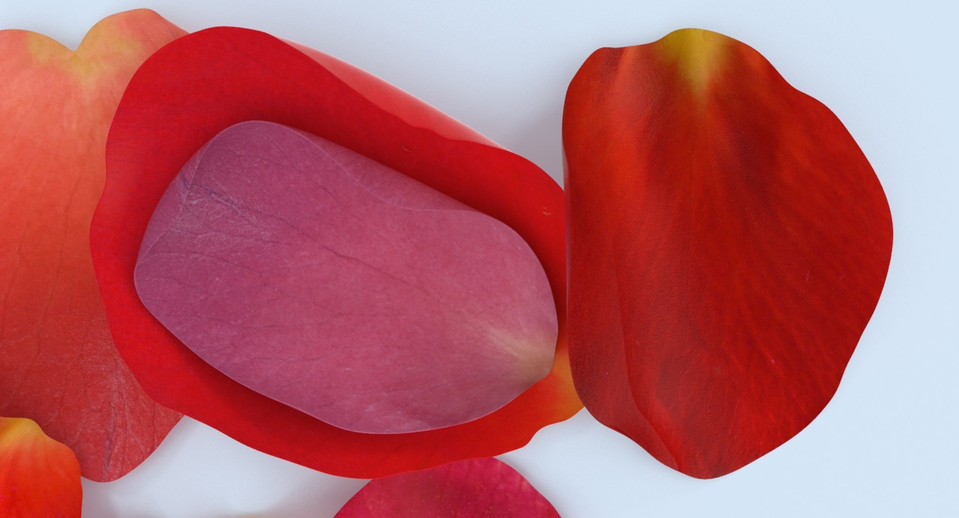 Rose Petals 3d Model