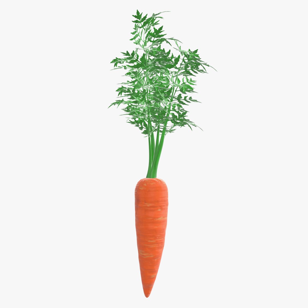 Carrot 3D Model - TurboSquid 1389020