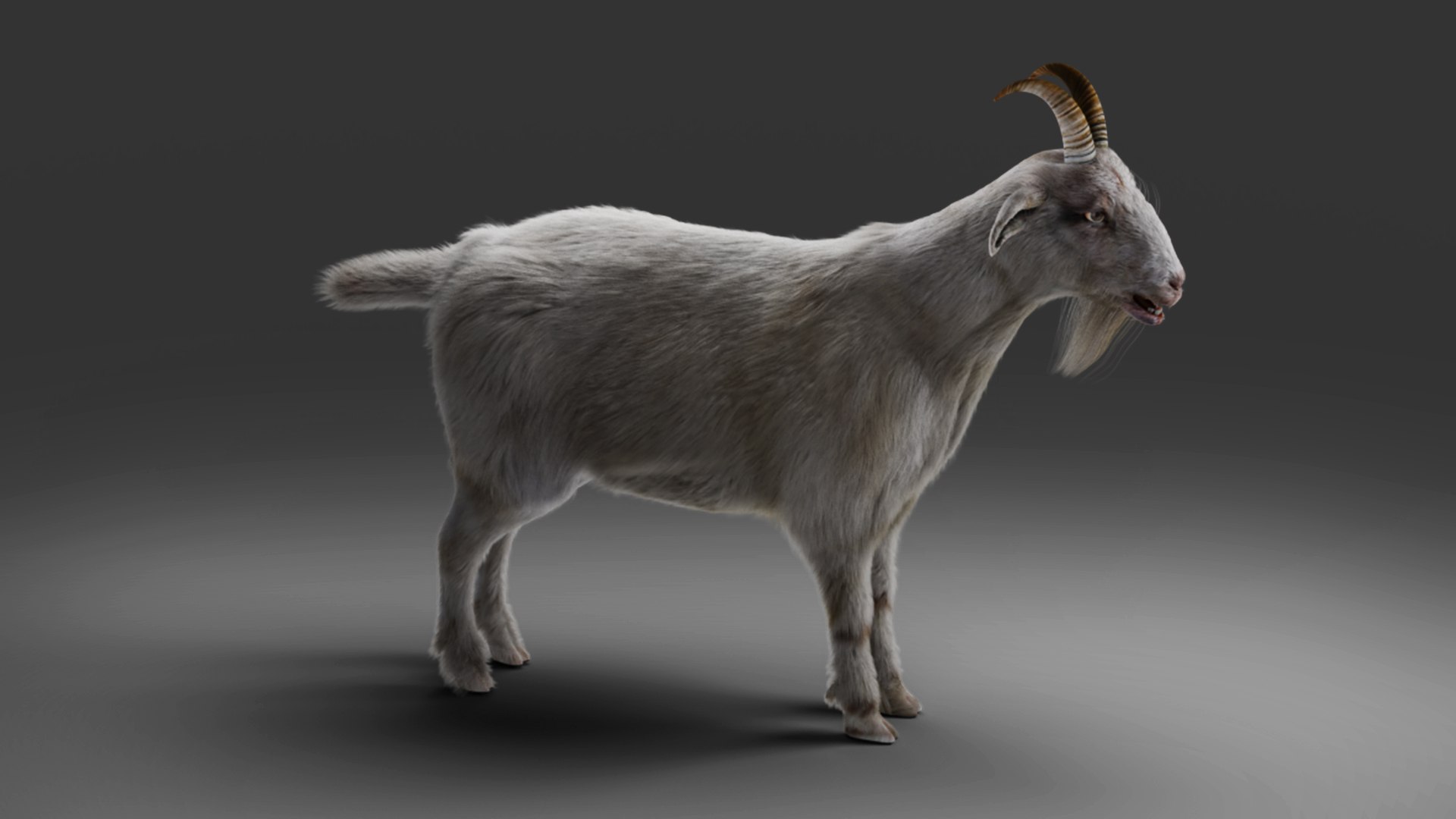 3D Fur Goat 02 NO Rigged In Blender Model - TurboSquid 1943410