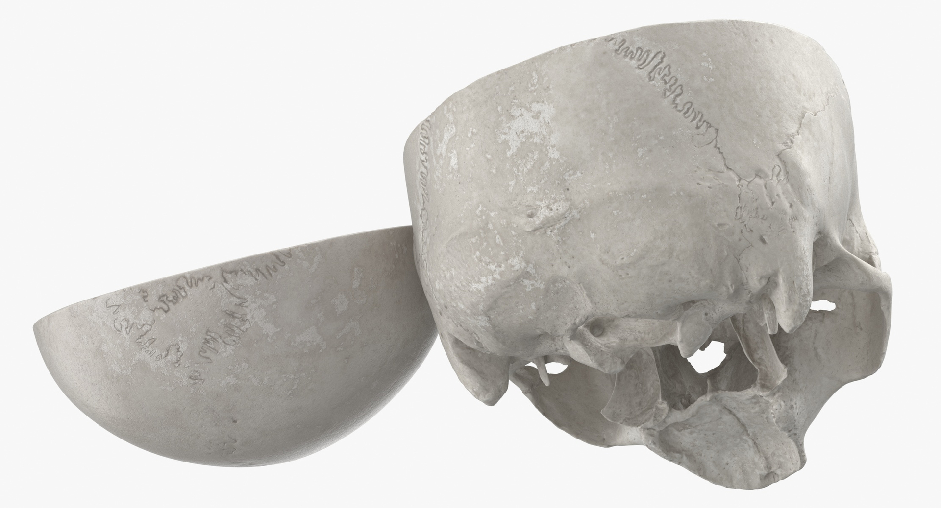 Human Open Skulls Collection White and Yellow - 8 models model ...