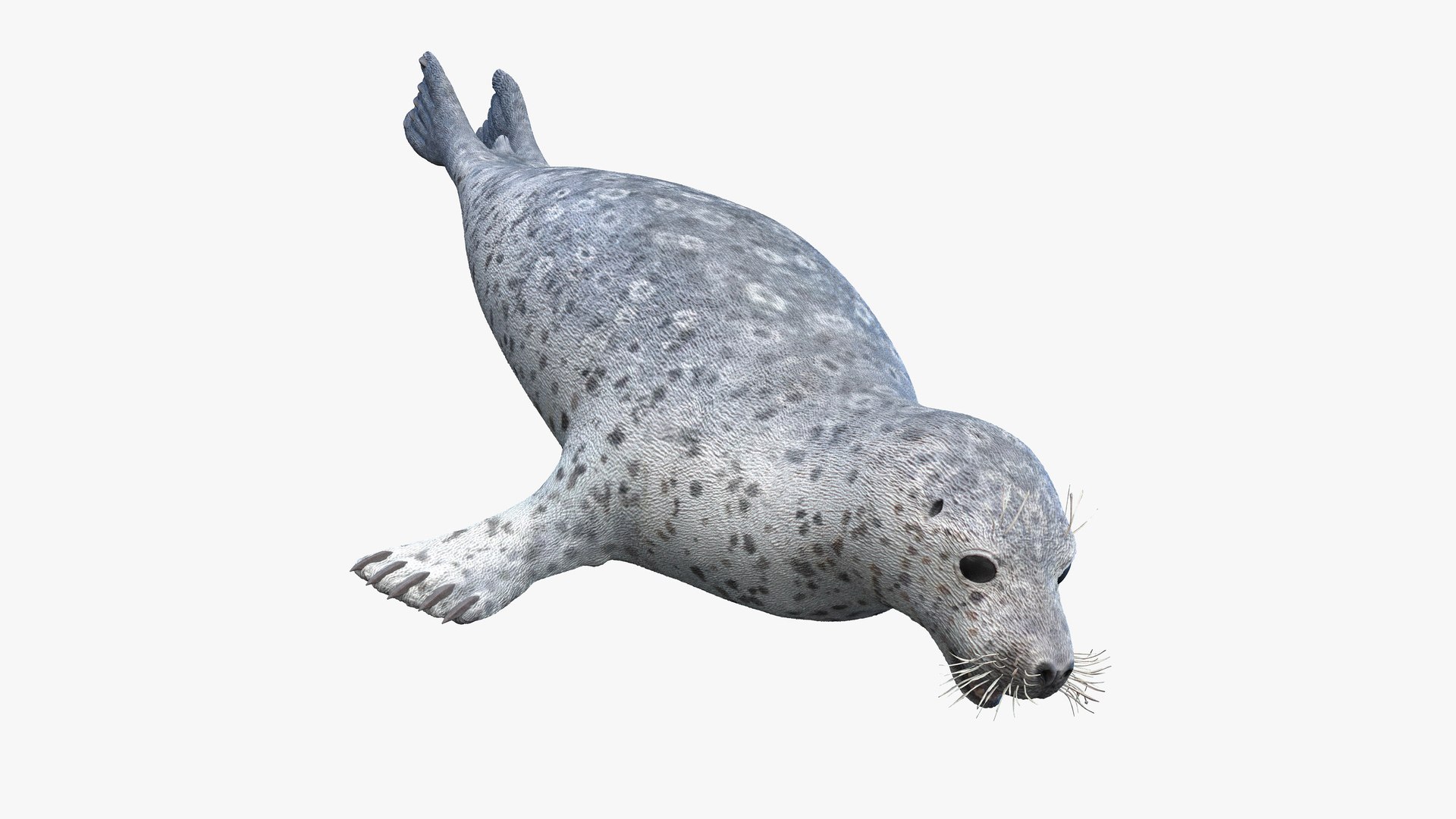 3D Harbor Seal Animated Model - TurboSquid 2148958