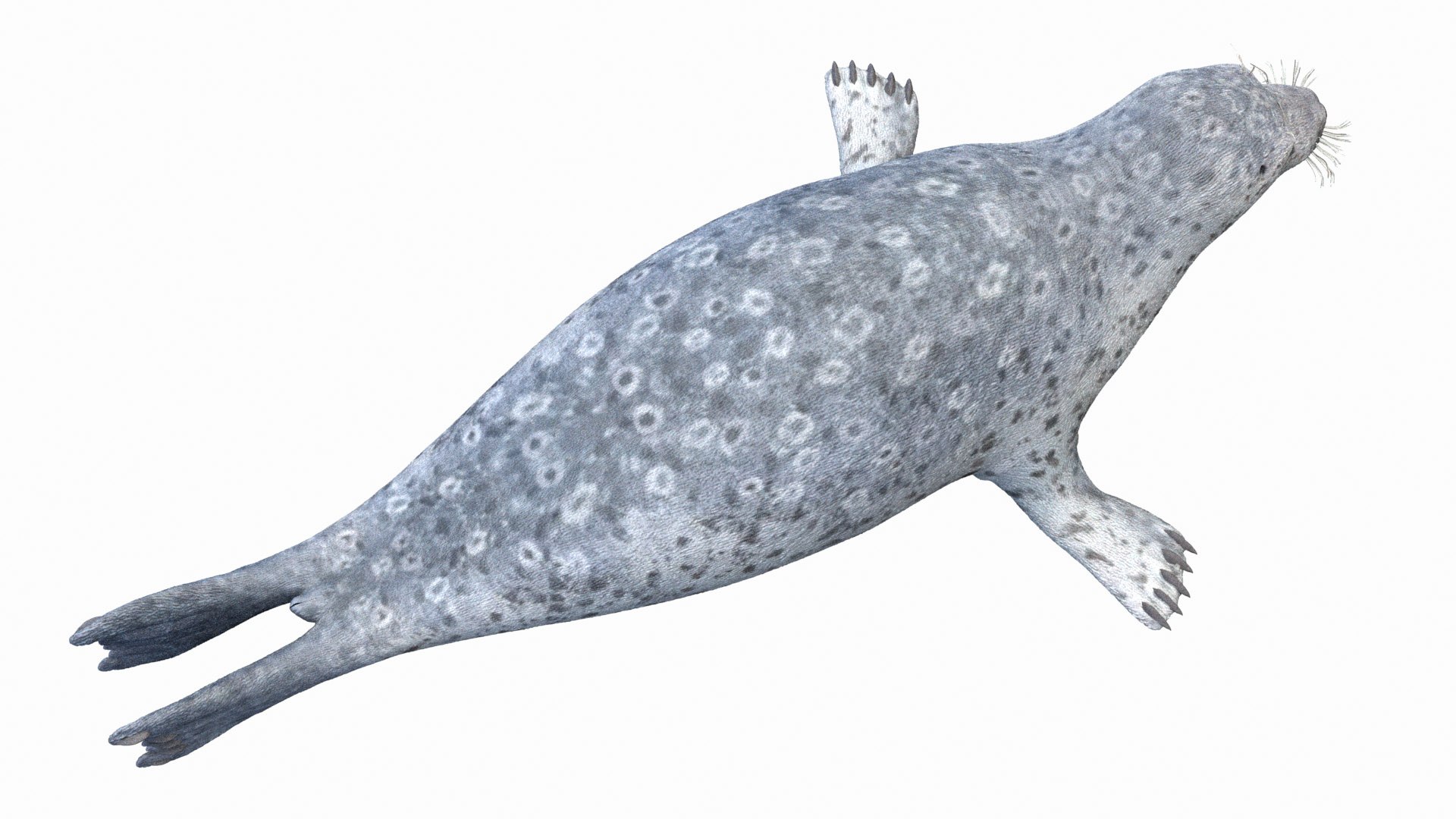 3D Harbor Seal Animated Model - TurboSquid 2148958